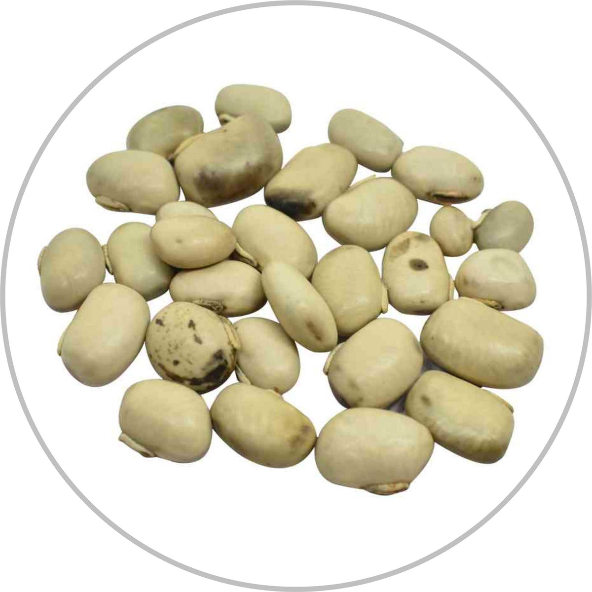 Ayurveda Redefined Kaunch Beej Safed - Konch - Mucuna pruriens - White ...